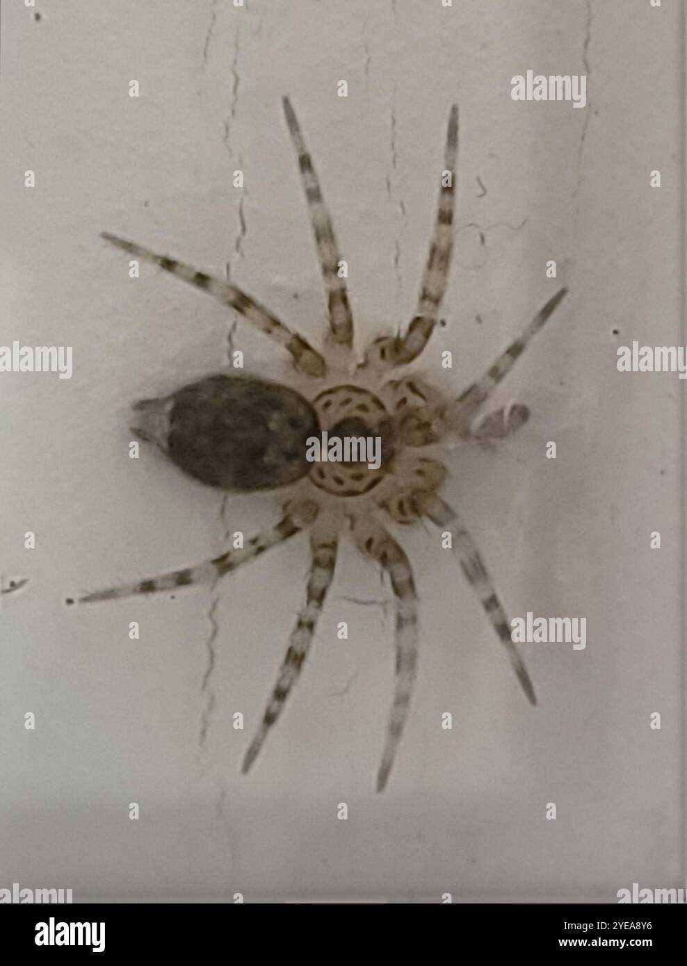 Wall Spiders (Oecobius Stock Photo - Alamy