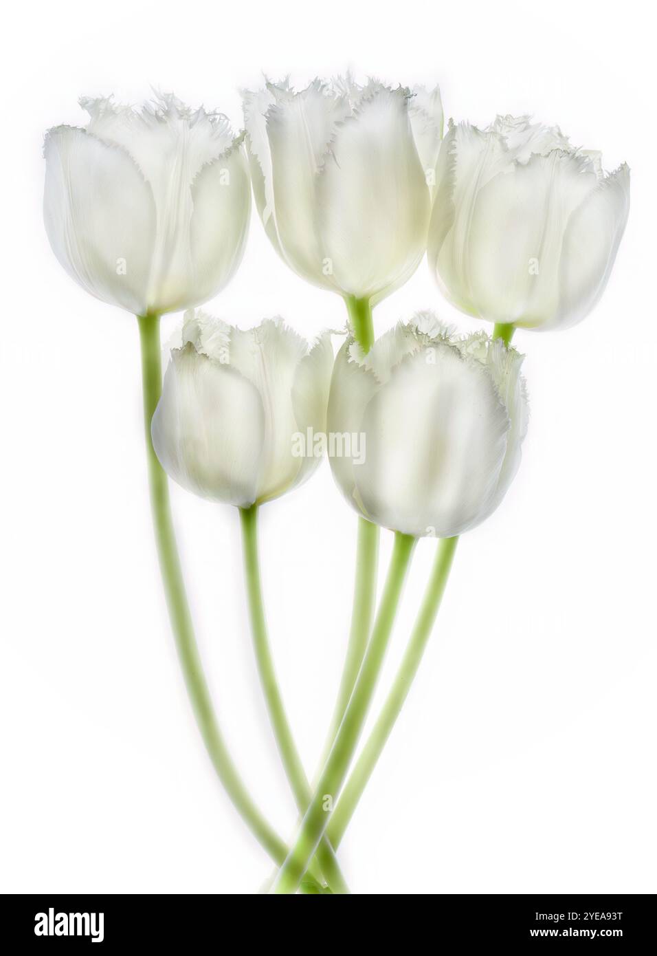 Five white tulips with green stems on a white background; Studio Stock ...