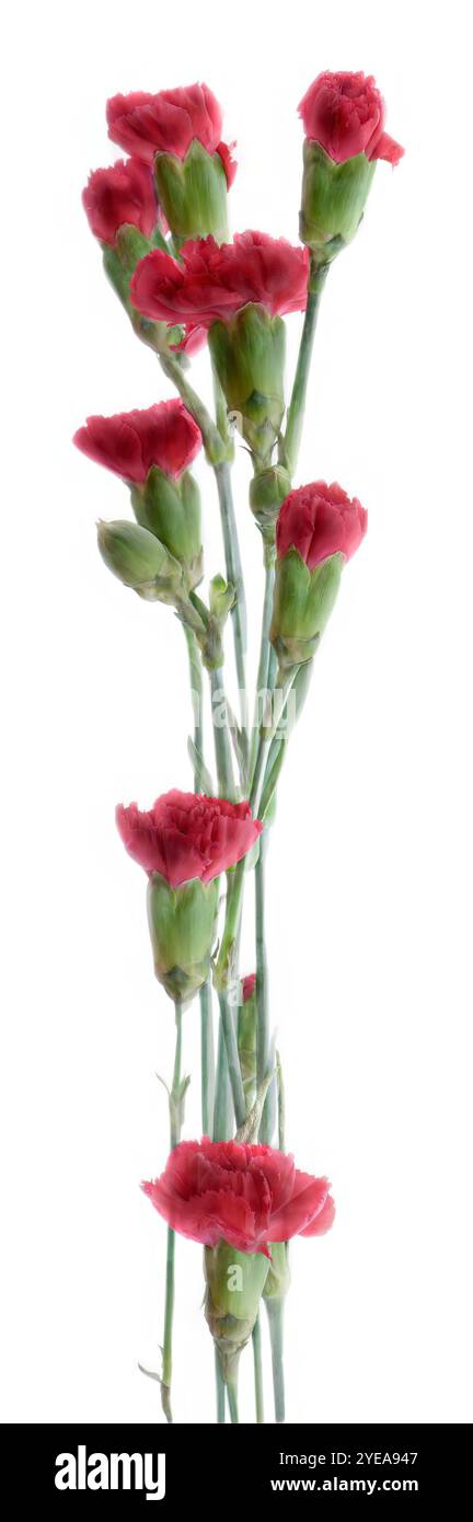 Vertical panorama of red mini carnations against a white background ...