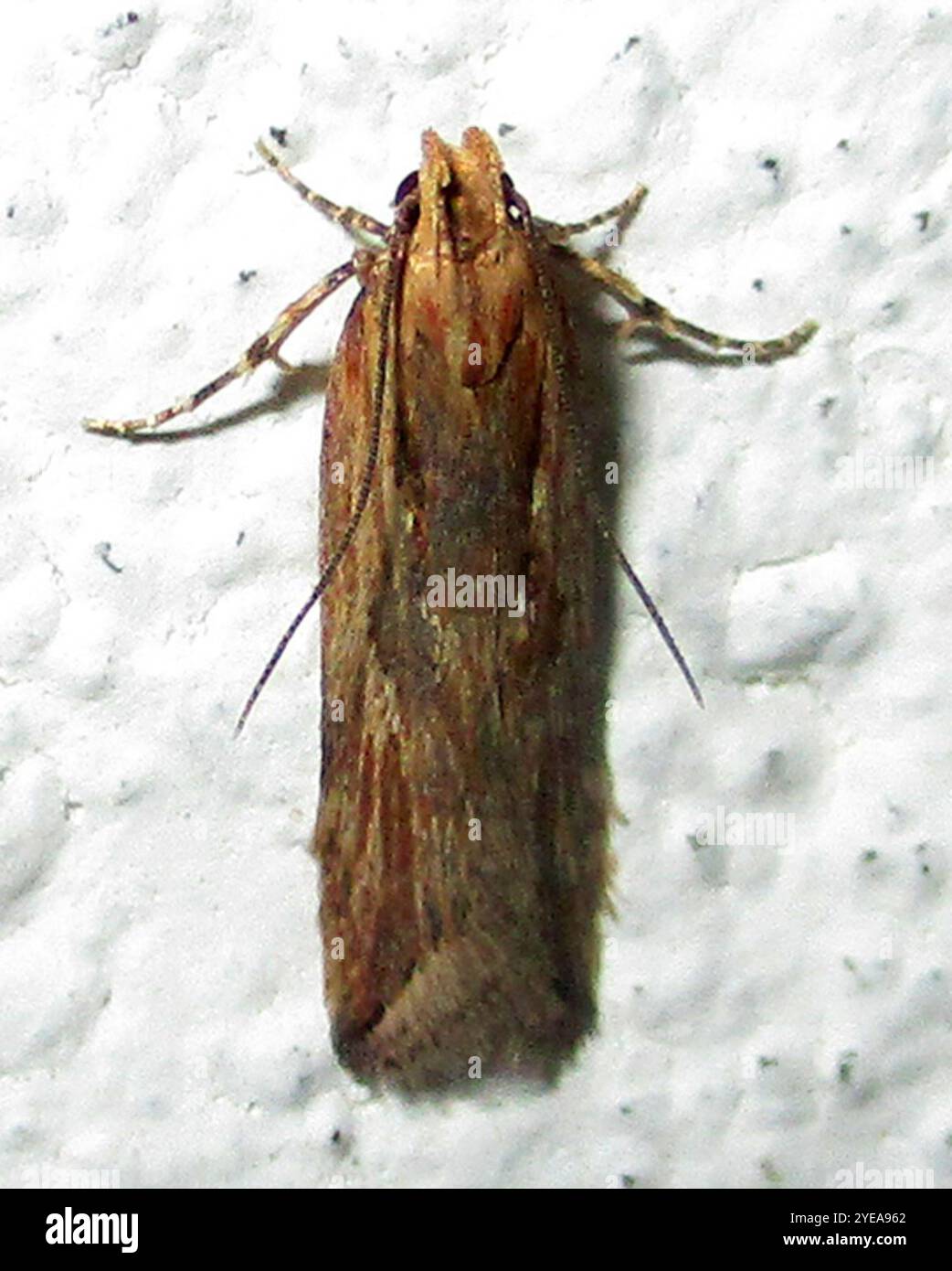 Butterflies and Moths (Lepidoptera Stock Photo - Alamy