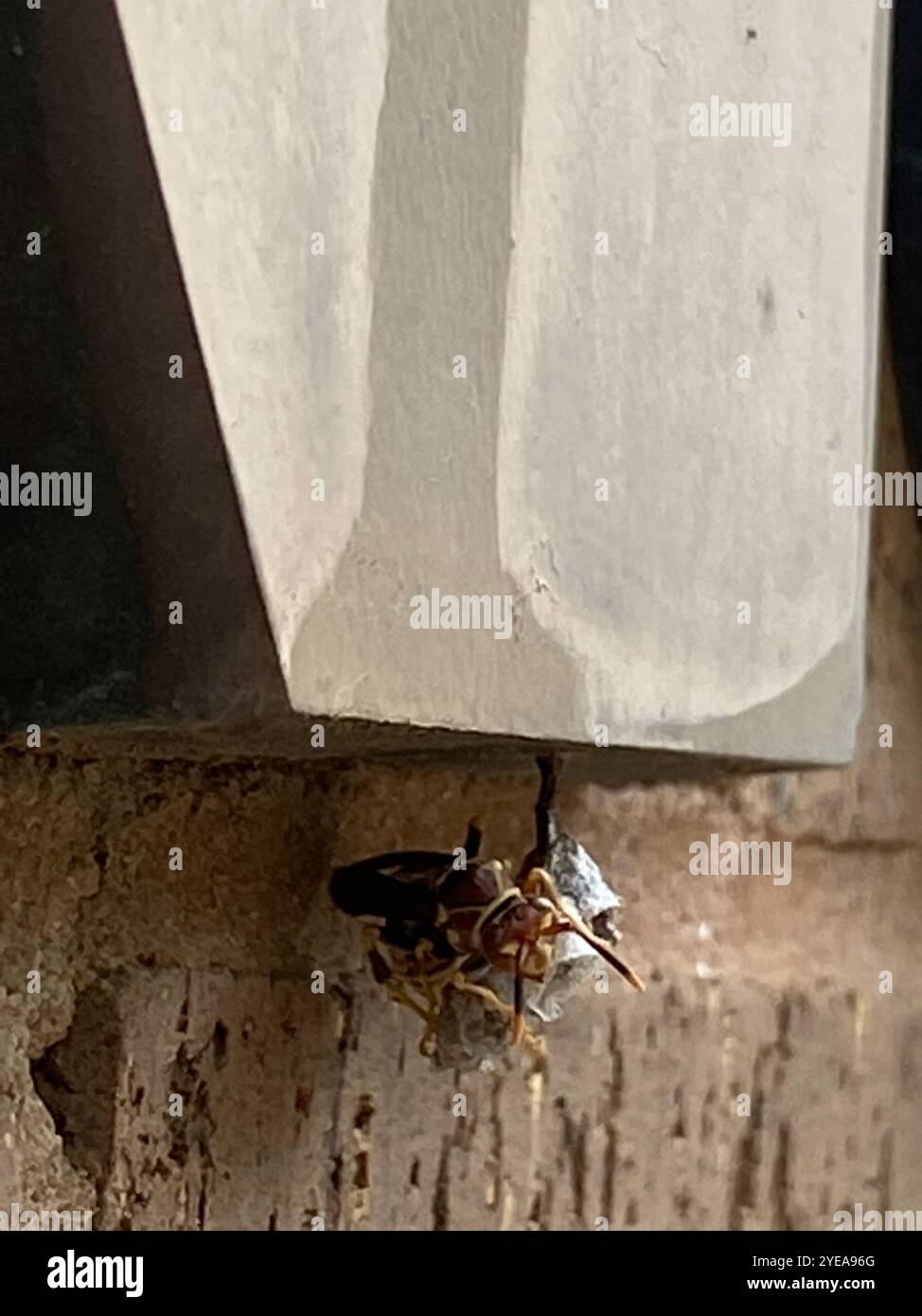 Guinea paper wasp hi-res stock photography and images - Alamy