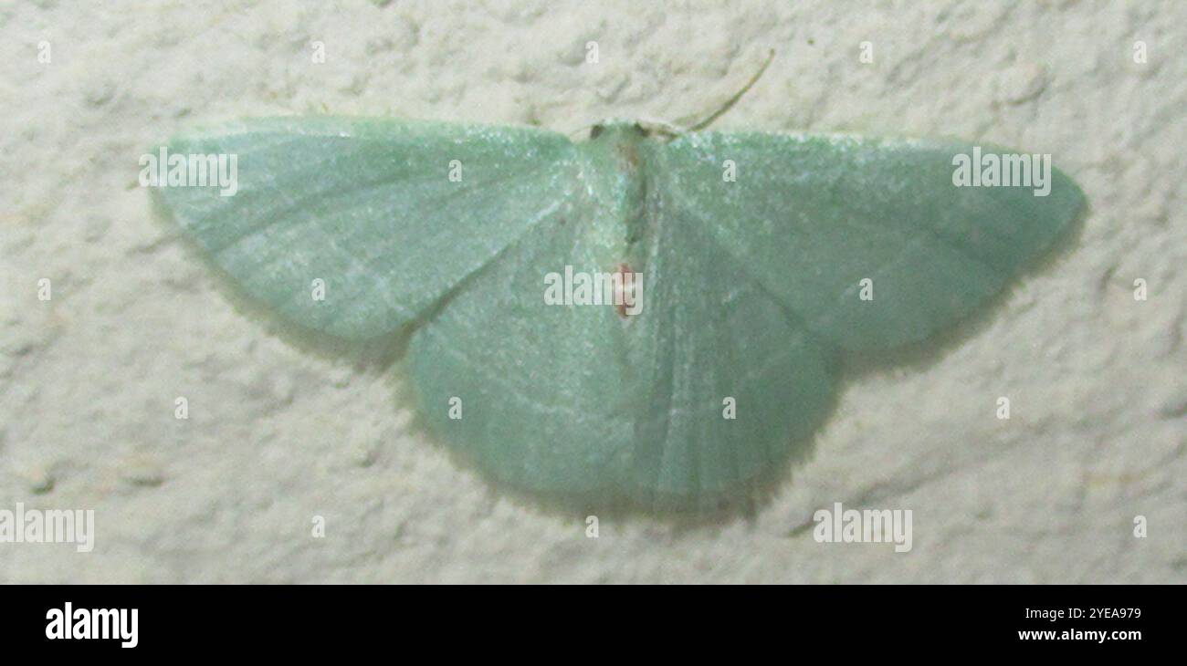 Geometer Moths (Geometridae Stock Photo - Alamy