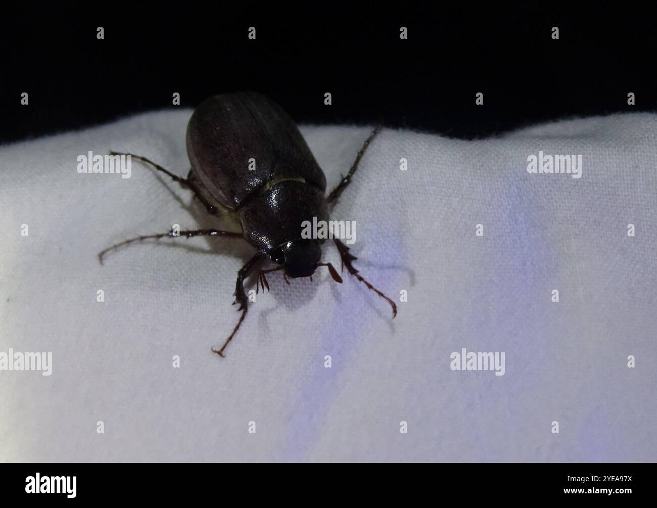 June Beetles (Melolonthinae Stock Photo - Alamy