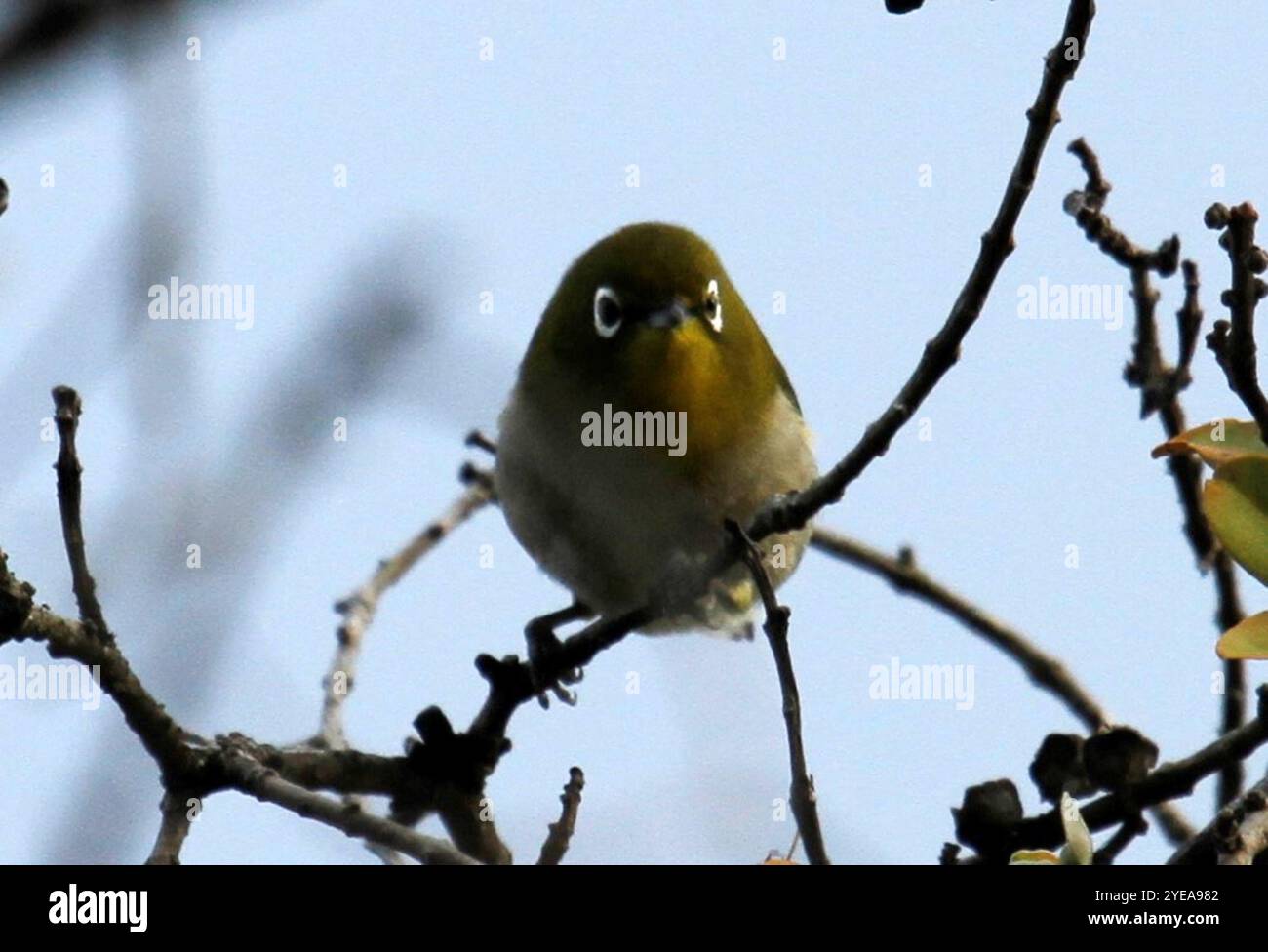 Warbling White-eye (Zosterops japonicus Stock Photo - Alamy