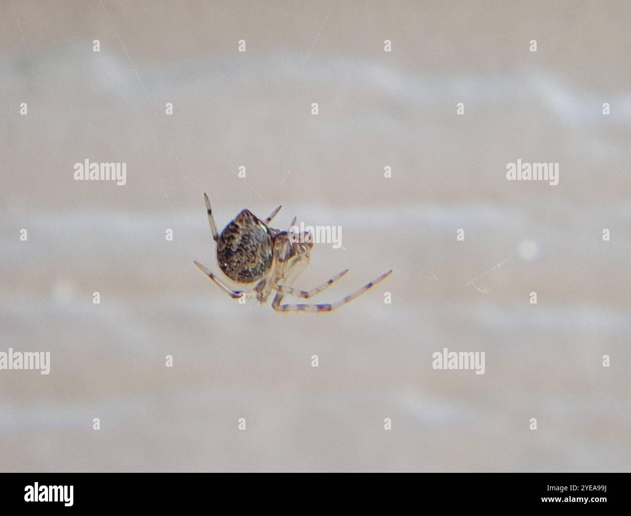 Common House Spider (Parasteatoda tepidariorum Stock Photo - Alamy