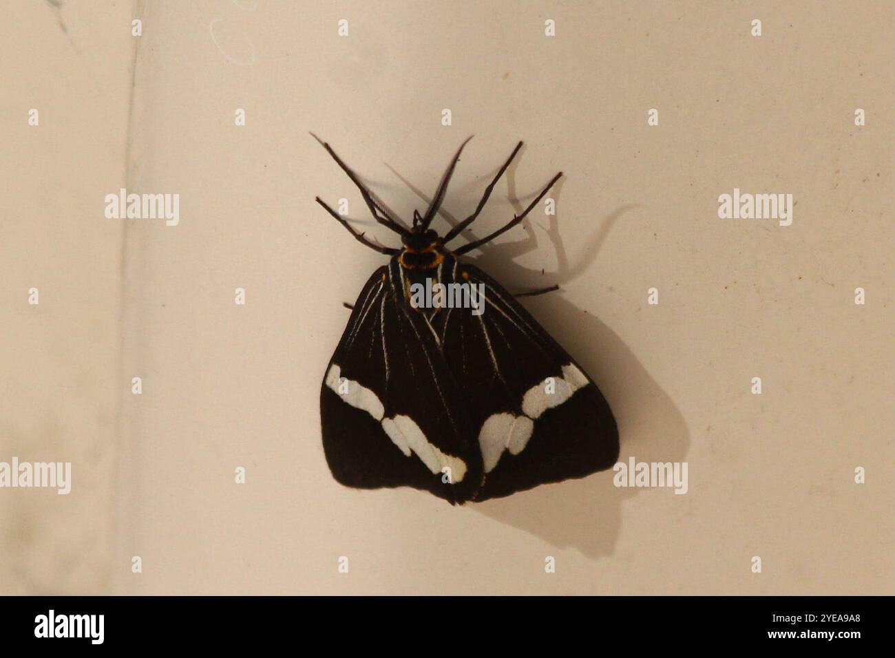 Australian magpie moth hi-res stock photography and images - Alamy