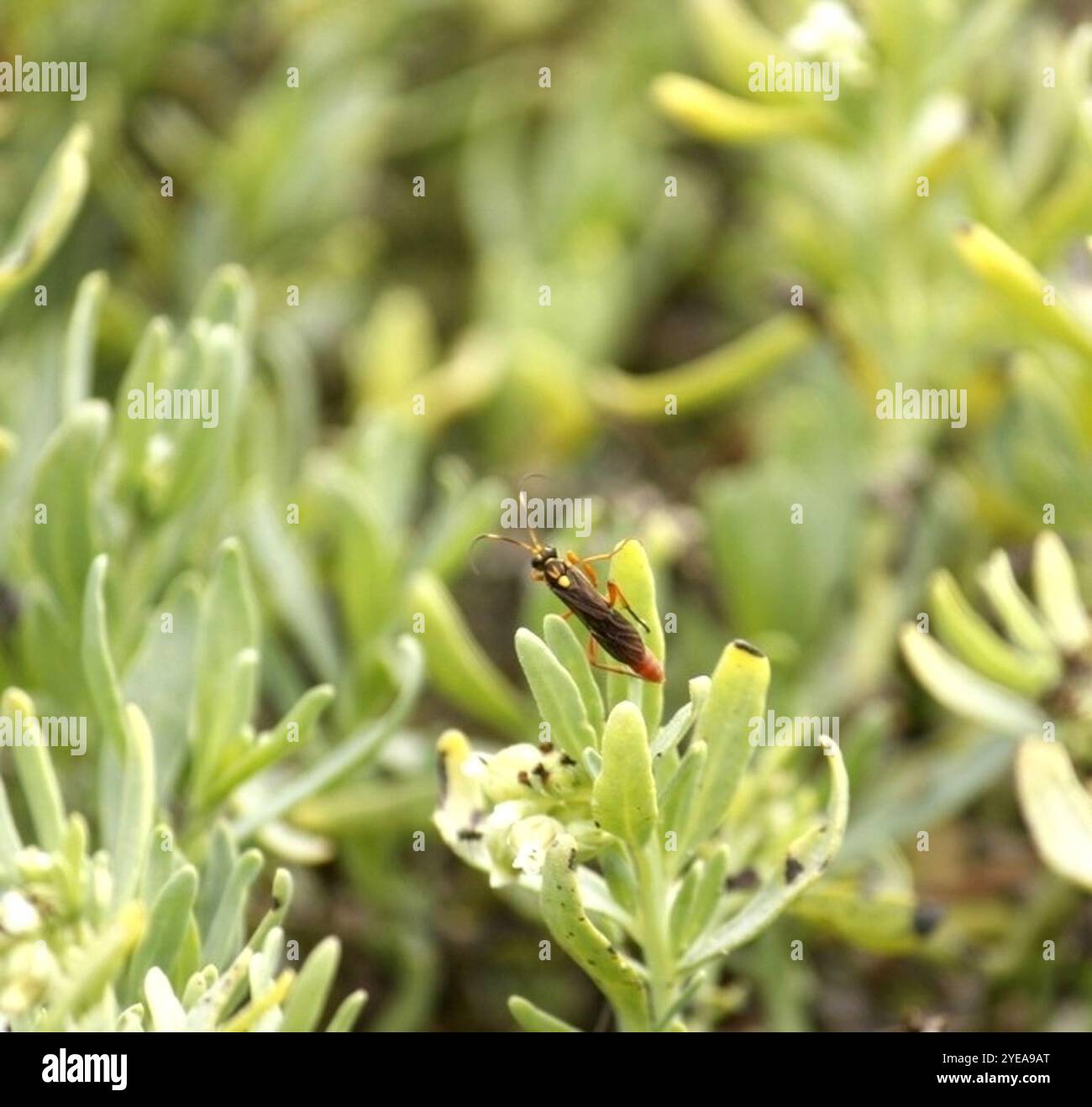 Ants, Bees, Wasps, and Sawflies (Hymenoptera Stock Photo - Alamy