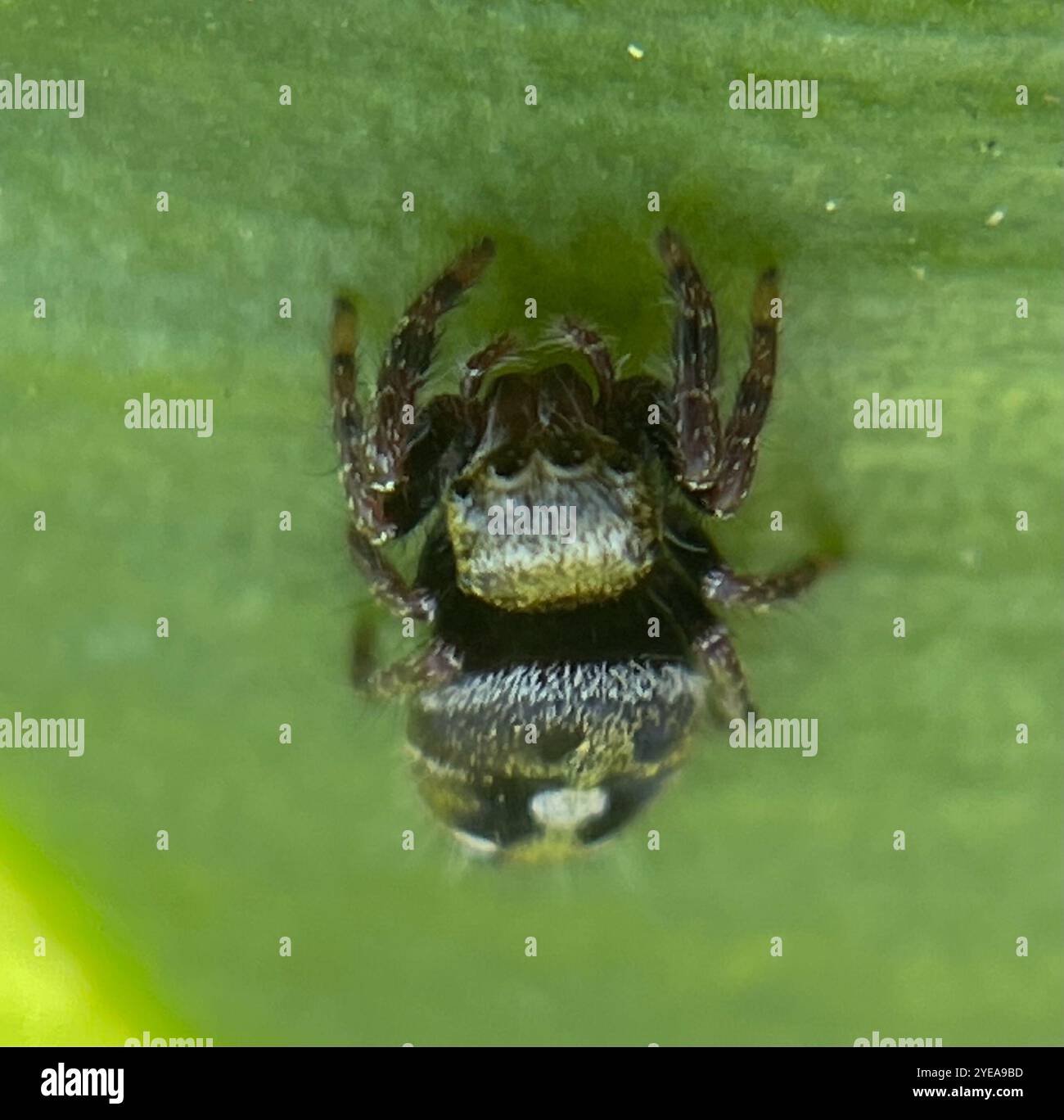 Bold Jumping Spider (Phidippus audax Stock Photo - Alamy