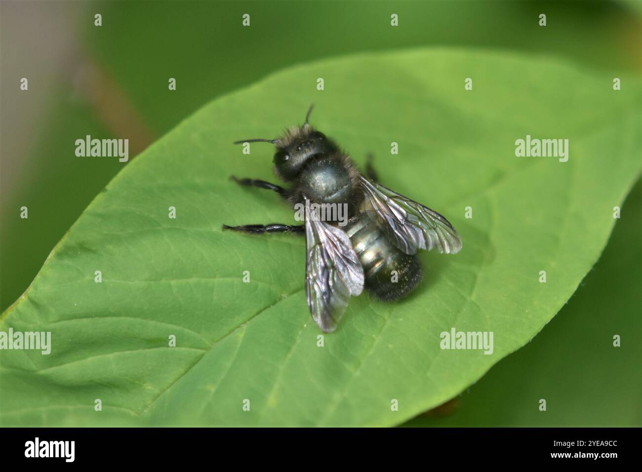 Western Blue Orchard Bee (Osmia lignaria propinqua Stock Photo - Alamy