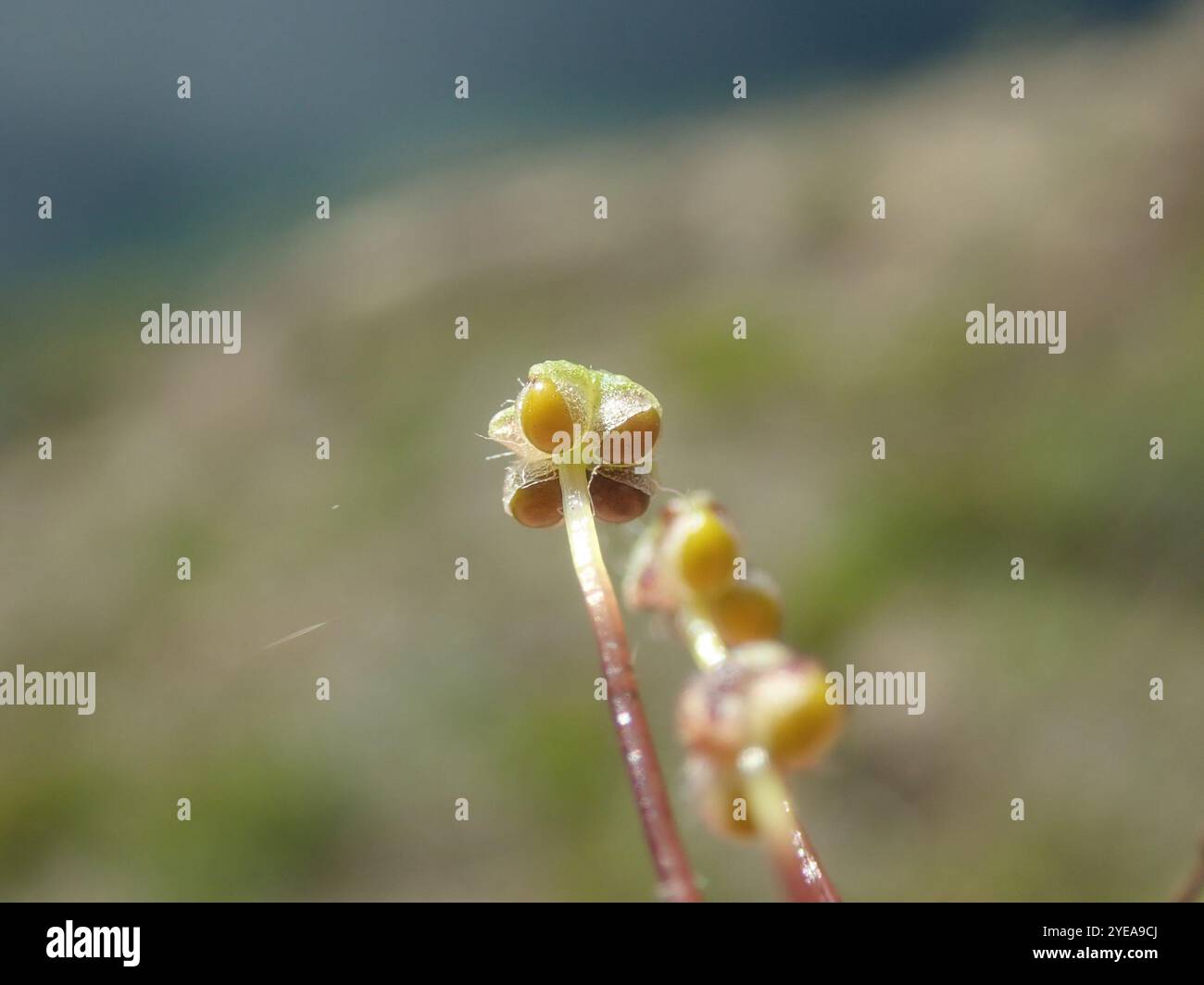 Hemisphaeric Liverwort (Reboulia hemisphaerica Stock Photo - Alamy