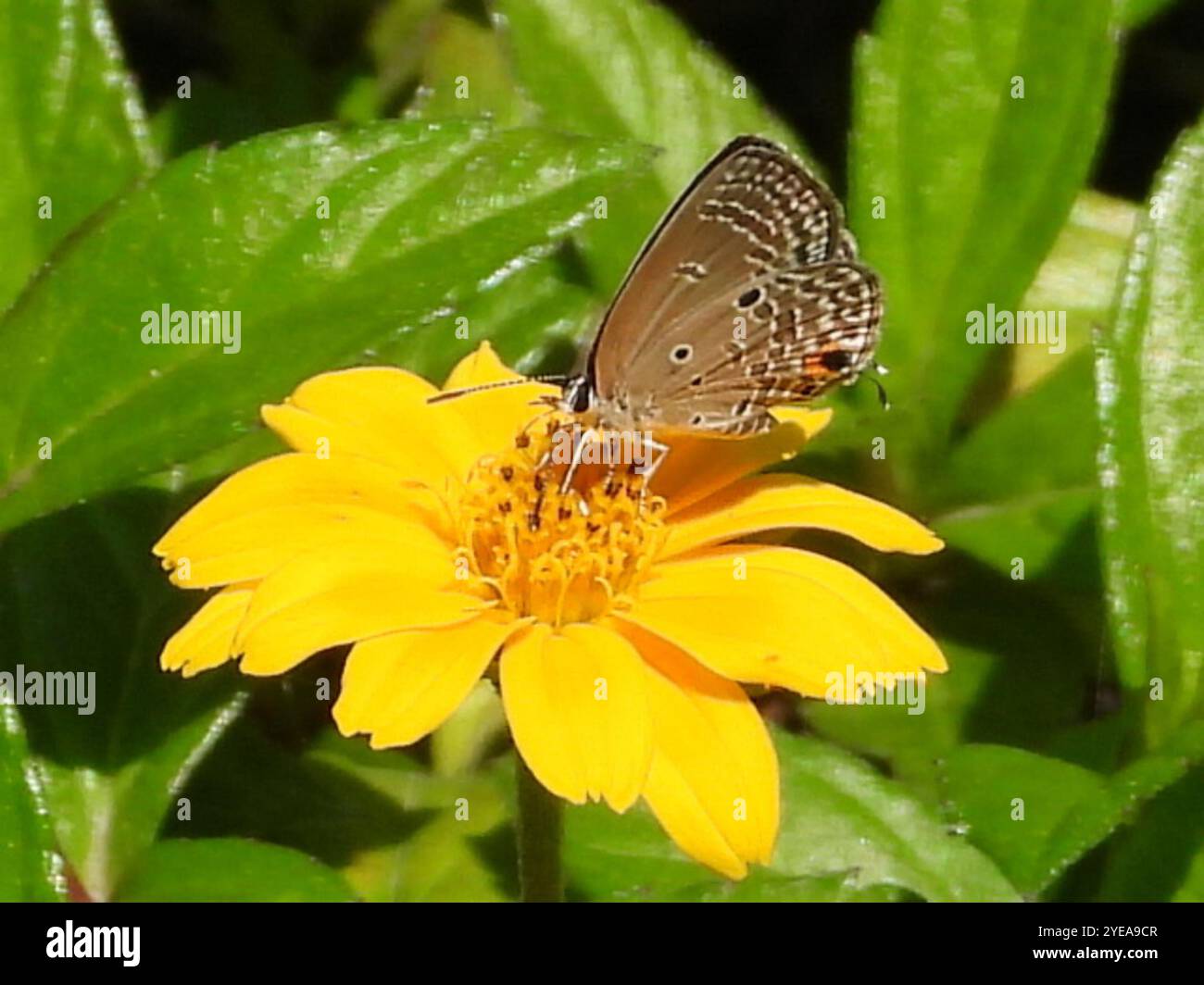 Luthrodes pandava hi-res stock photography and images - Alamy