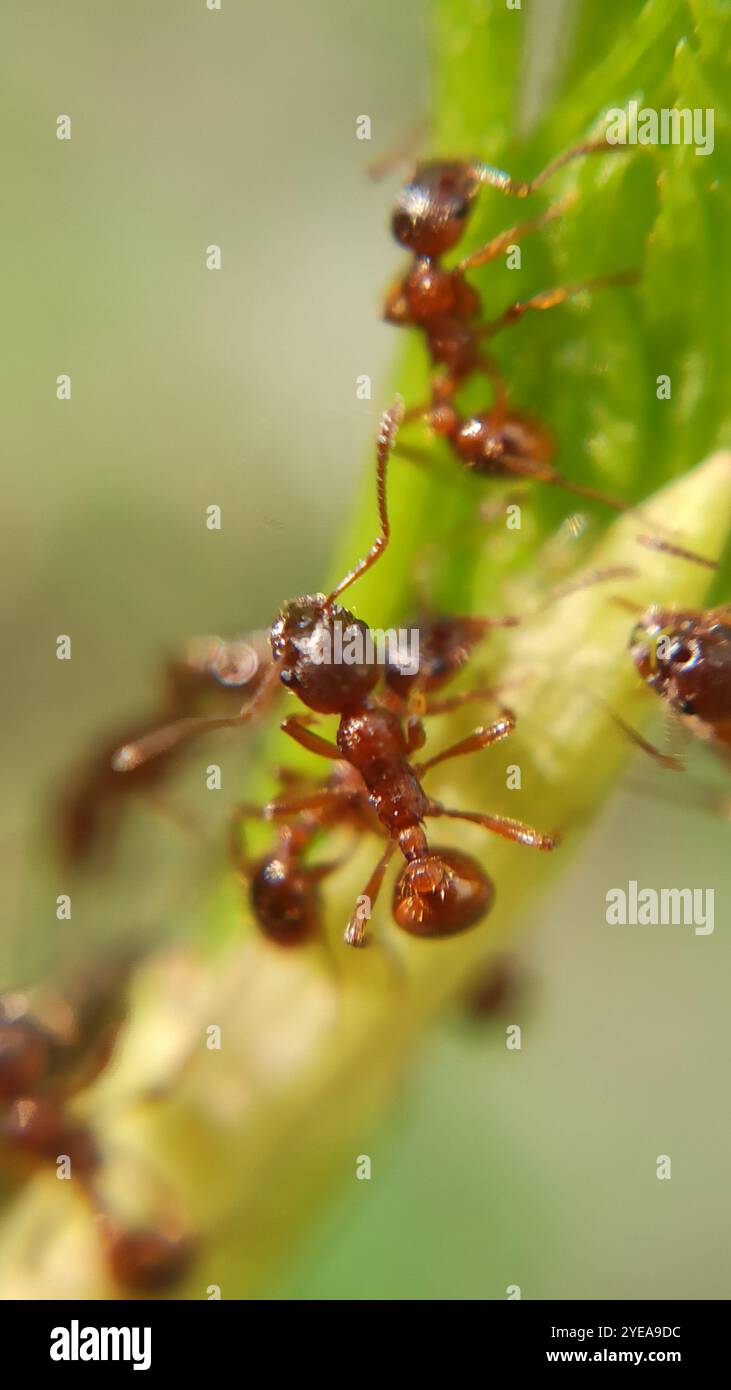 European fire ant myrmica hi-res stock photography and images - Alamy