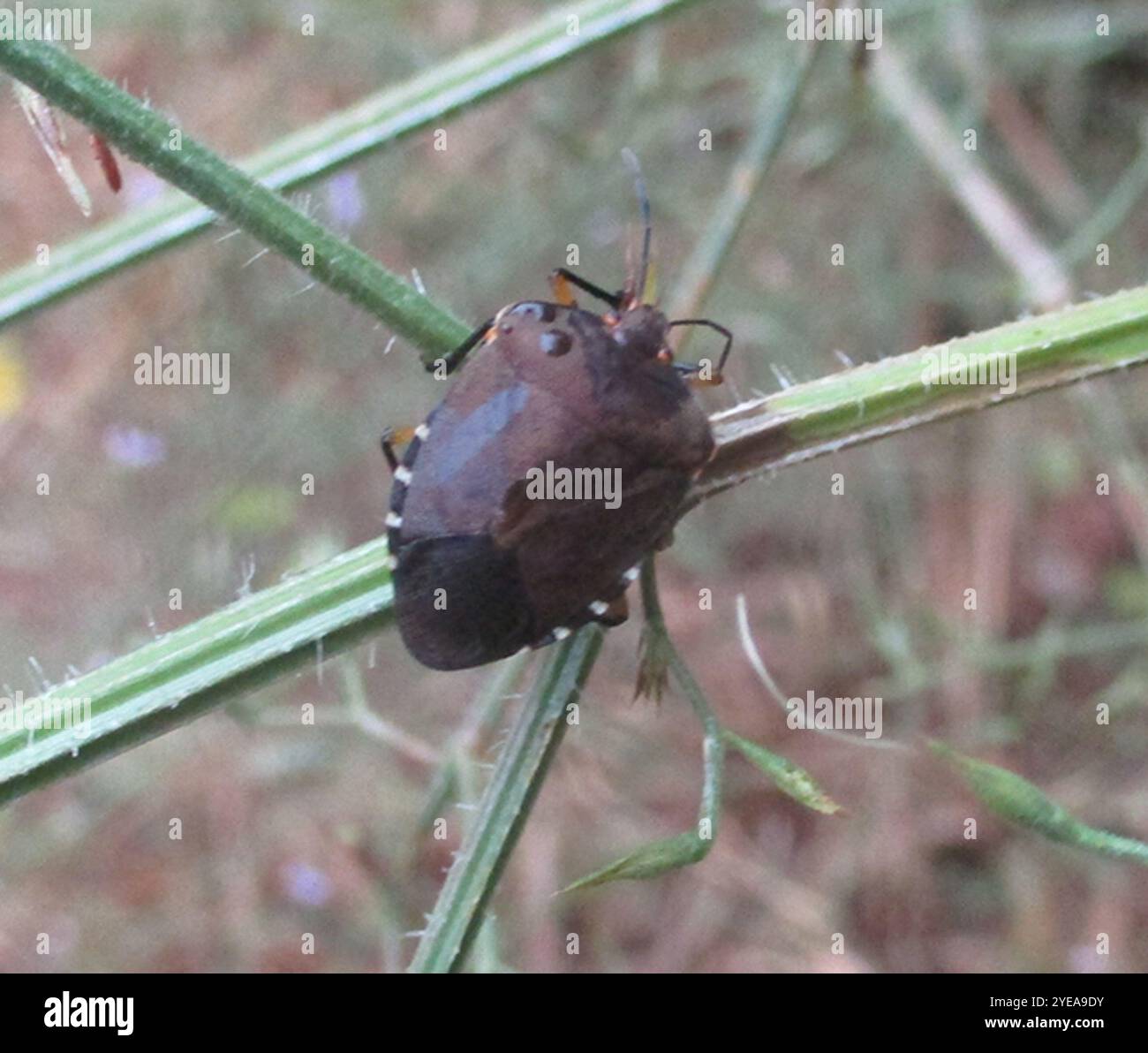 Ndebele Bug (Caura rufiventris Stock Photo - Alamy