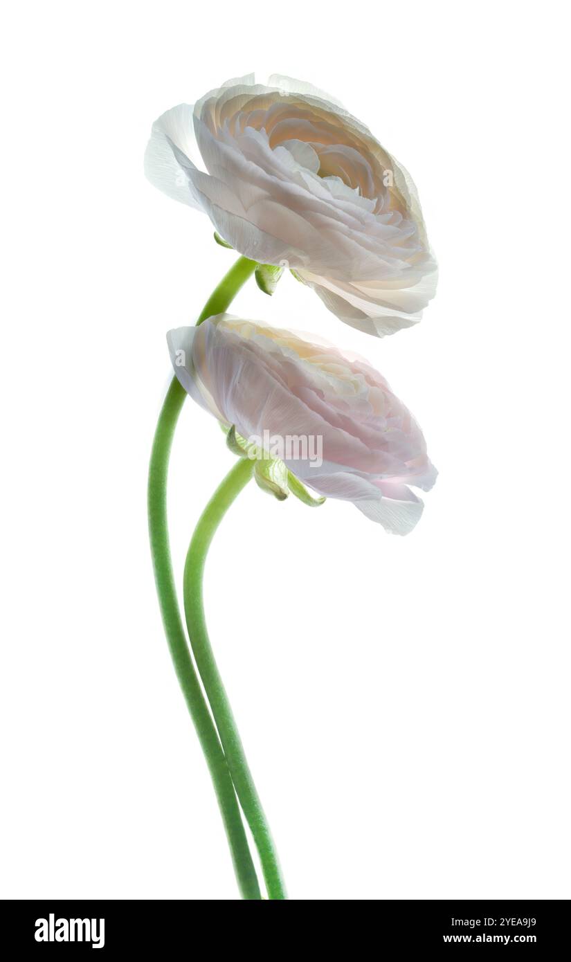 White petal layers hi-res stock photography and images - Alamy