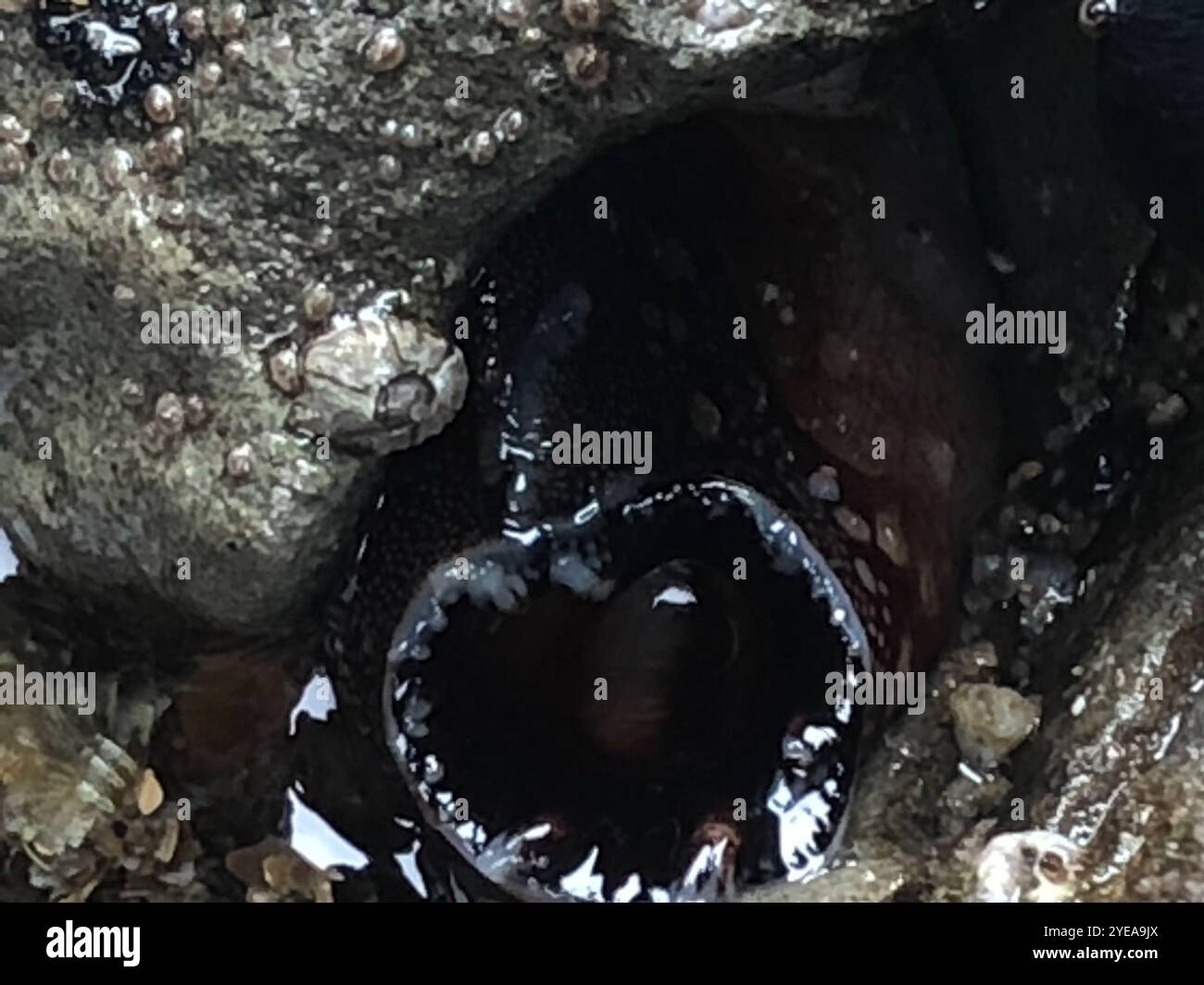 Piddocks and Angelwings (Pholadidae Stock Photo - Alamy