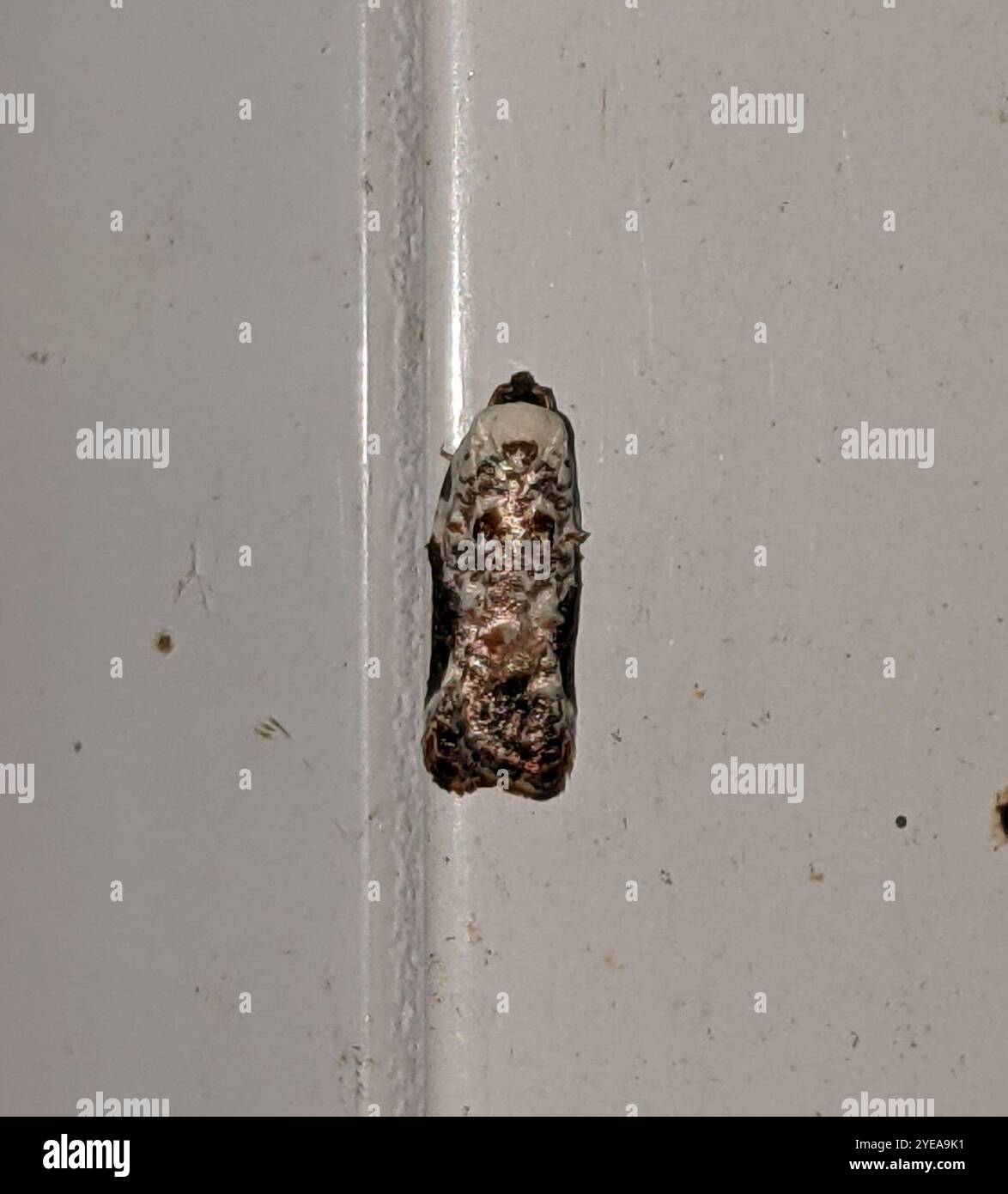 Snowy-shouldered Acleris Moth (Acleris nivisellana Stock Photo - Alamy