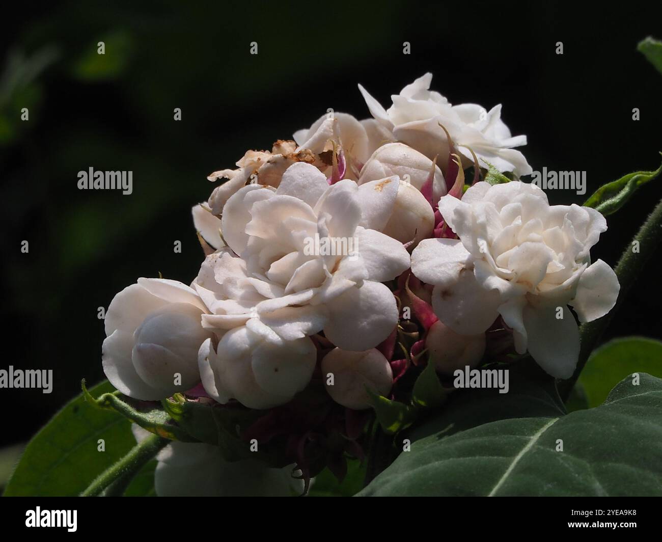 Clerodendrum chinense hi-res stock photography and images - Alamy