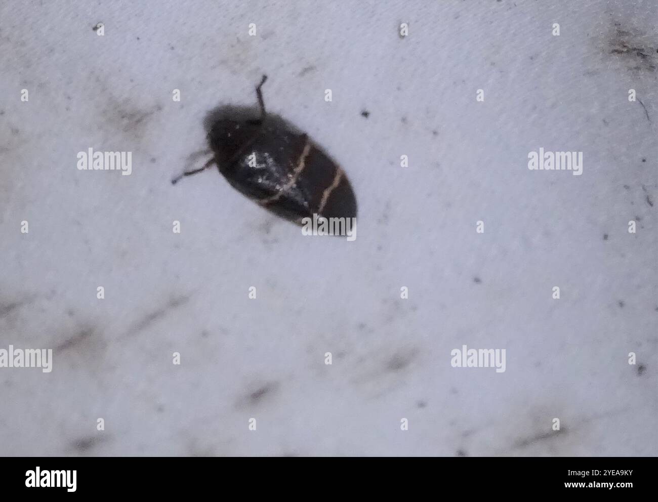 Two-lined Spittlebug (Prosapia bicincta Stock Photo - Alamy