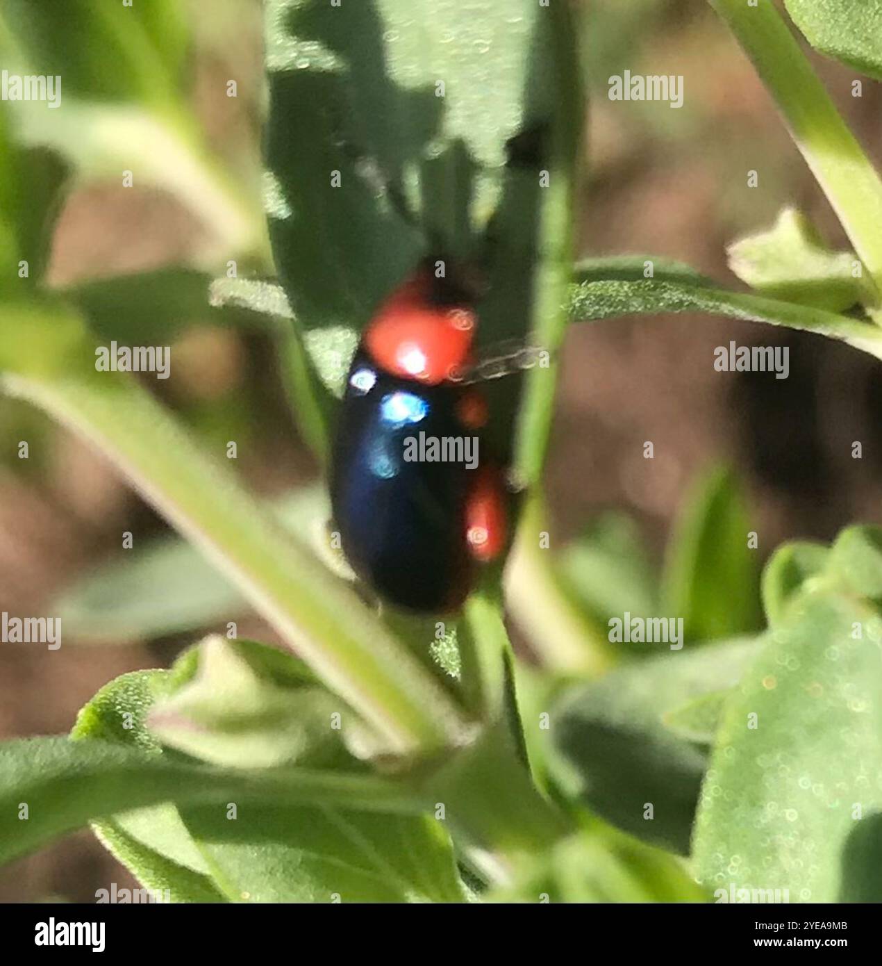Shiny Flea Beetle (Asphaera lustrans Stock Photo - Alamy