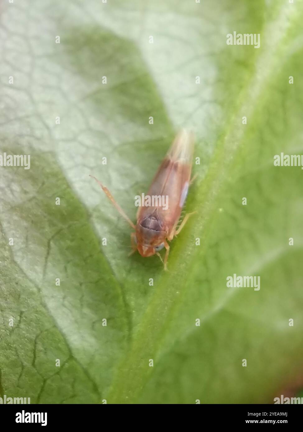 Abolla hi-res stock photography and images - Alamy