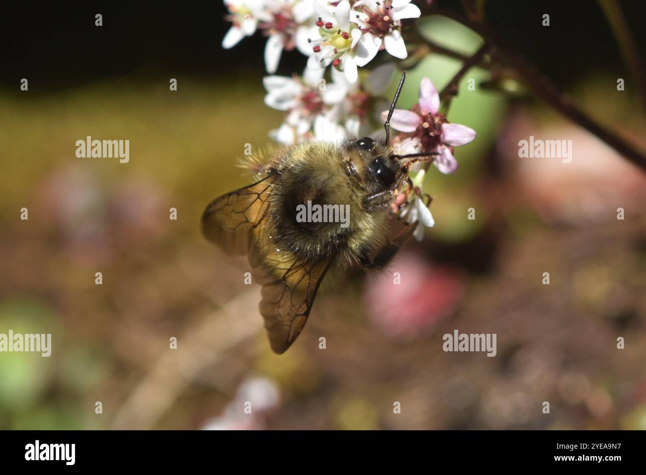 Sitka Bumble Bee (Bombus sitkensis Stock Photo - Alamy