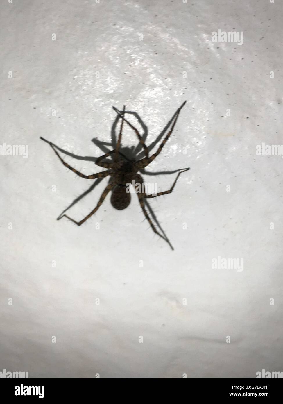 Thin-legged Wolf Spiders (Pardosa Stock Photo - Alamy