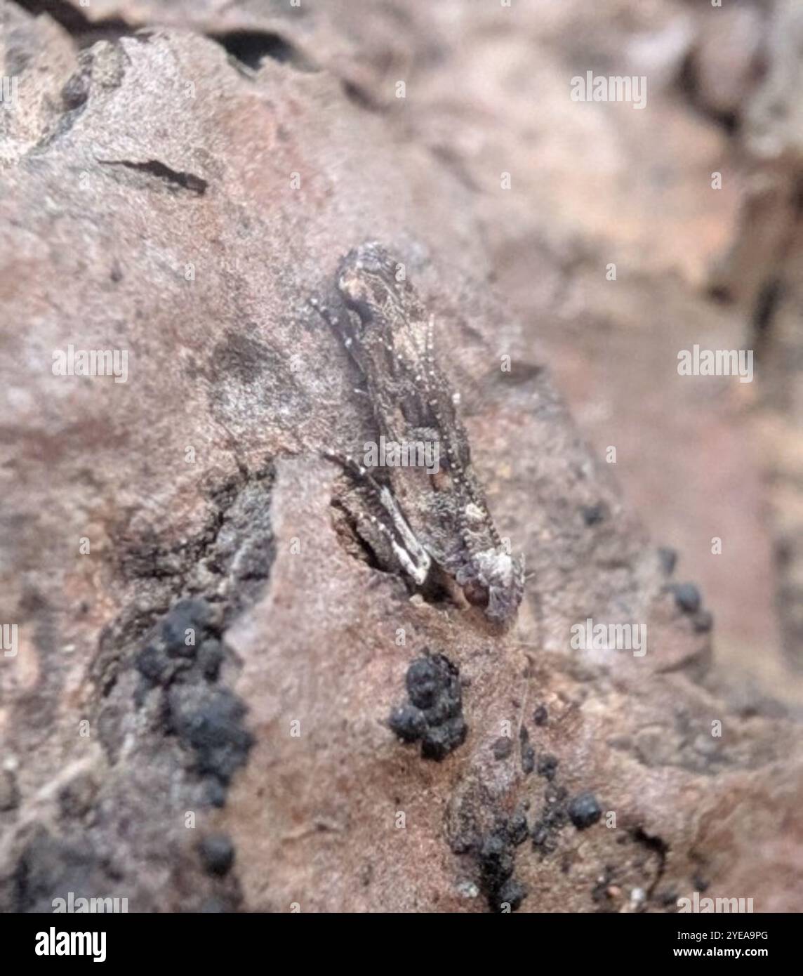 Pyralid and Crambid Snout Moths (Pyraloidea Stock Photo - Alamy