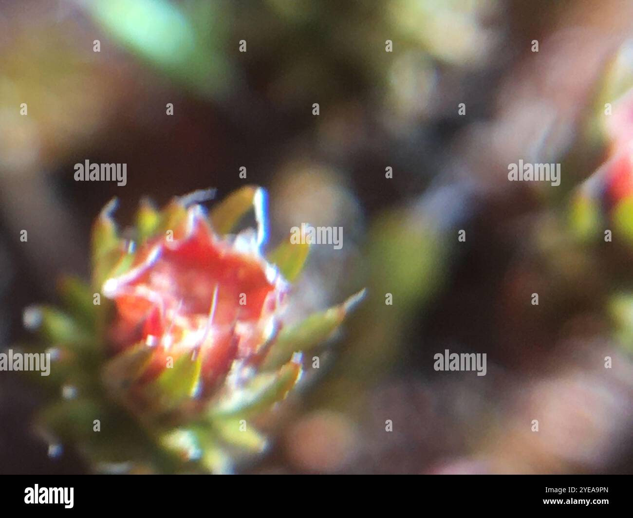 bristly haircap moss (Polytrichum piliferum Stock Photo - Alamy