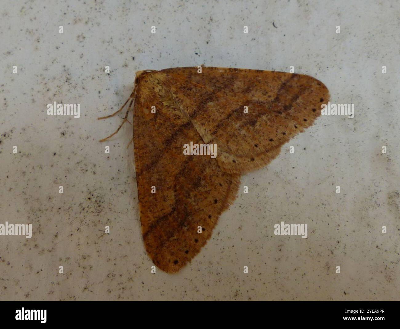 Dotted Border Moth (Agriopis marginaria Stock Photo - Alamy