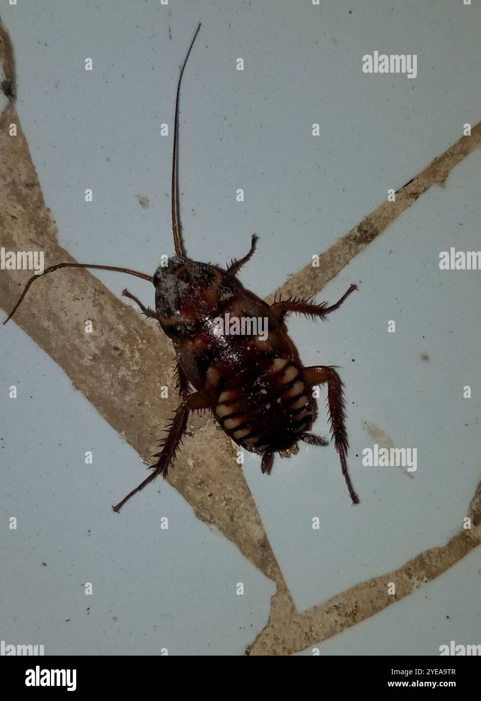 Periplaneta australasiae hi-res stock photography and images - Alamy
