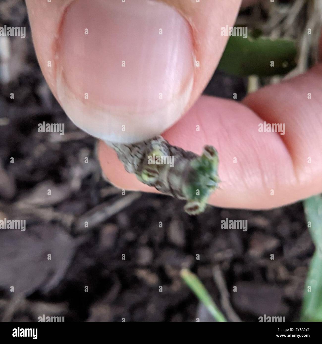 Lycia ypsilon hi-res stock photography and images - Alamy