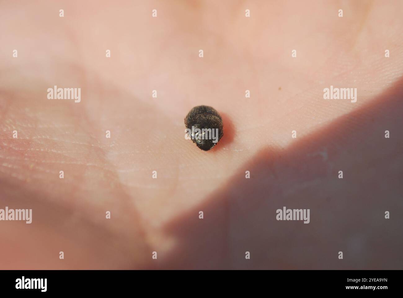 Scooped Scarab (Onthophagus hecate Stock Photo - Alamy
