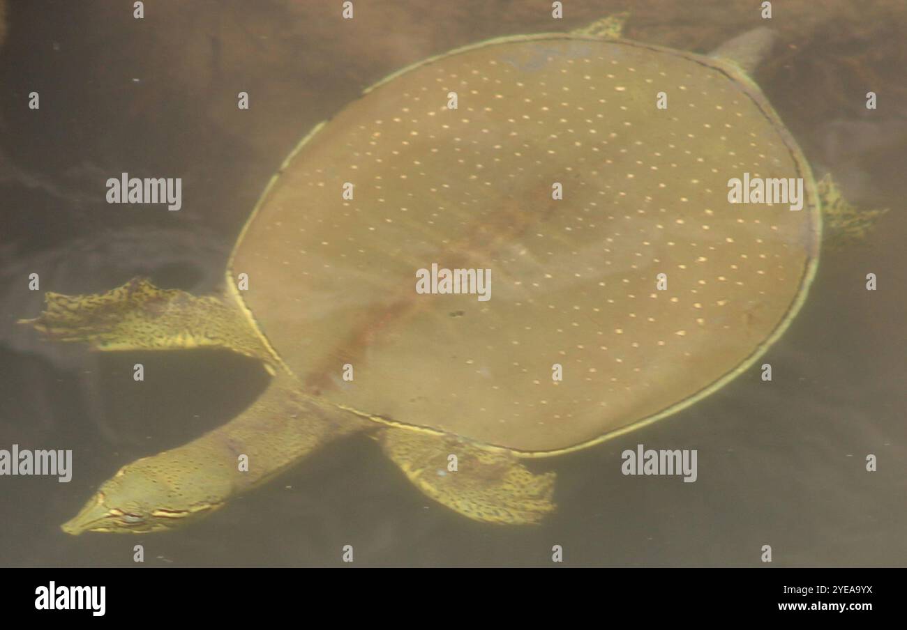 Pallid Spiny Softshell (Apalone spinifera pallida Stock Photo - Alamy