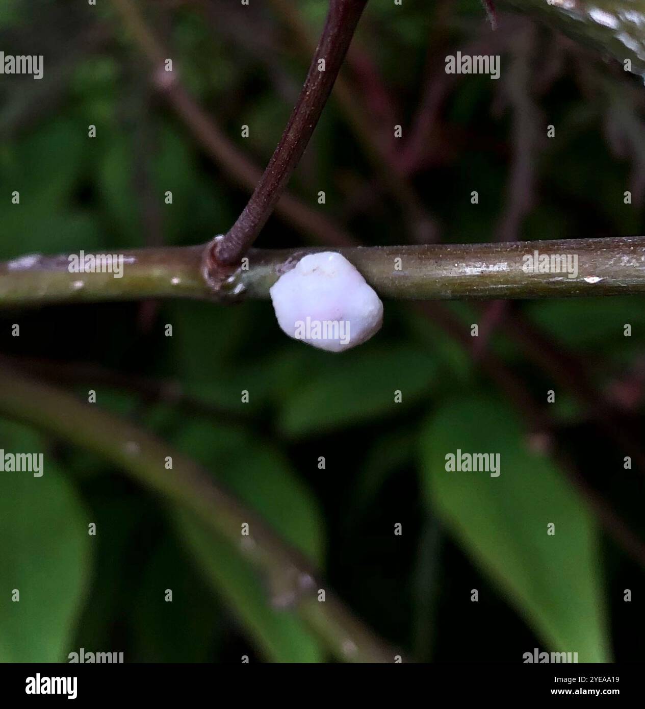 Wax Scales (Ceroplastes Stock Photo - Alamy