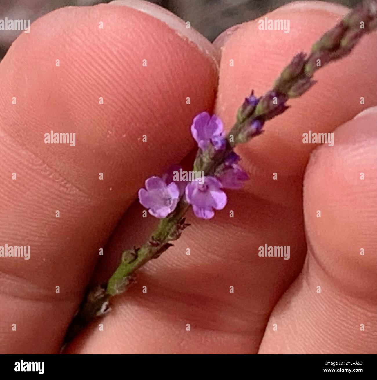 Texas vervain (Verbena halei Stock Photo - Alamy