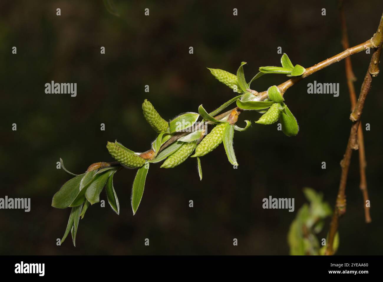 hybrid crack willow (Salix × fragilis Stock Photo - Alamy