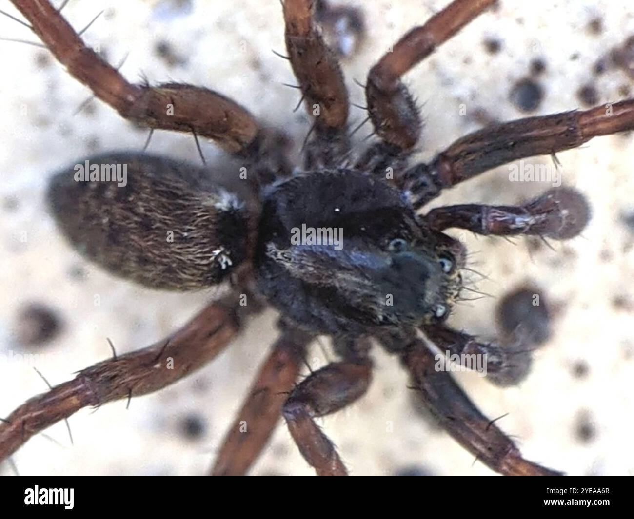 Thin-legged Wolf Spiders (Pardosa Stock Photo - Alamy
