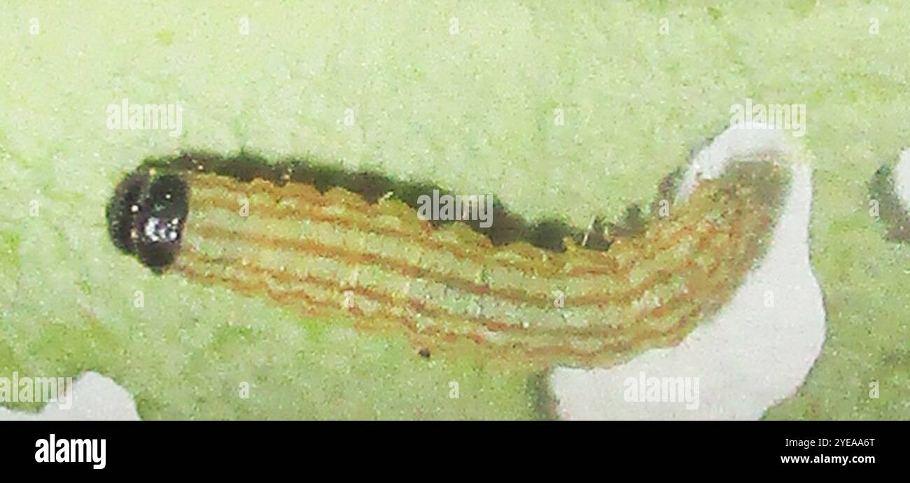 Old World Webworm (Hellula undalis Stock Photo - Alamy