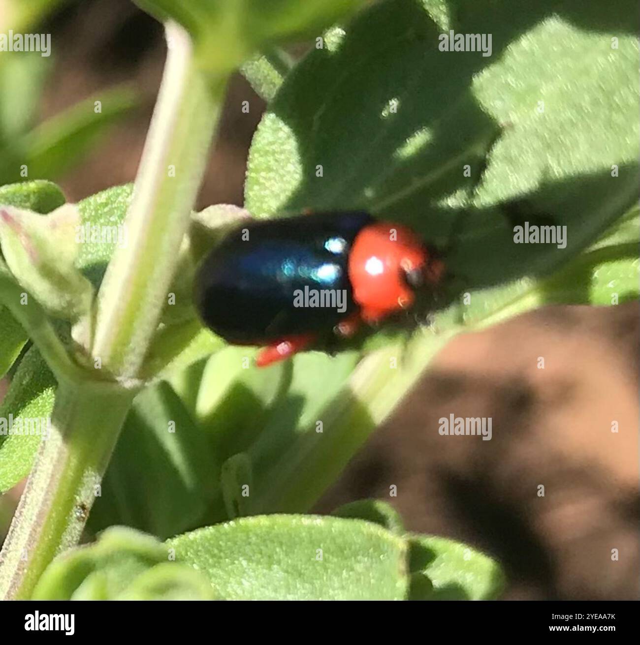 Shiny flea beetle hi-res stock photography and images - Alamy