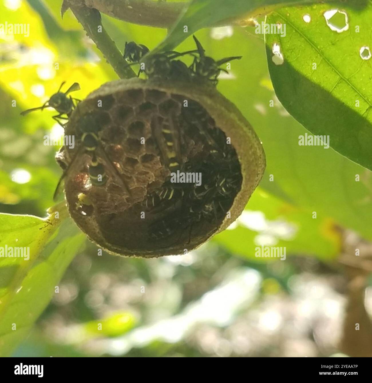 Yellow-banded Polybia Wasp (Polybia occidentalis Stock Photo - Alamy