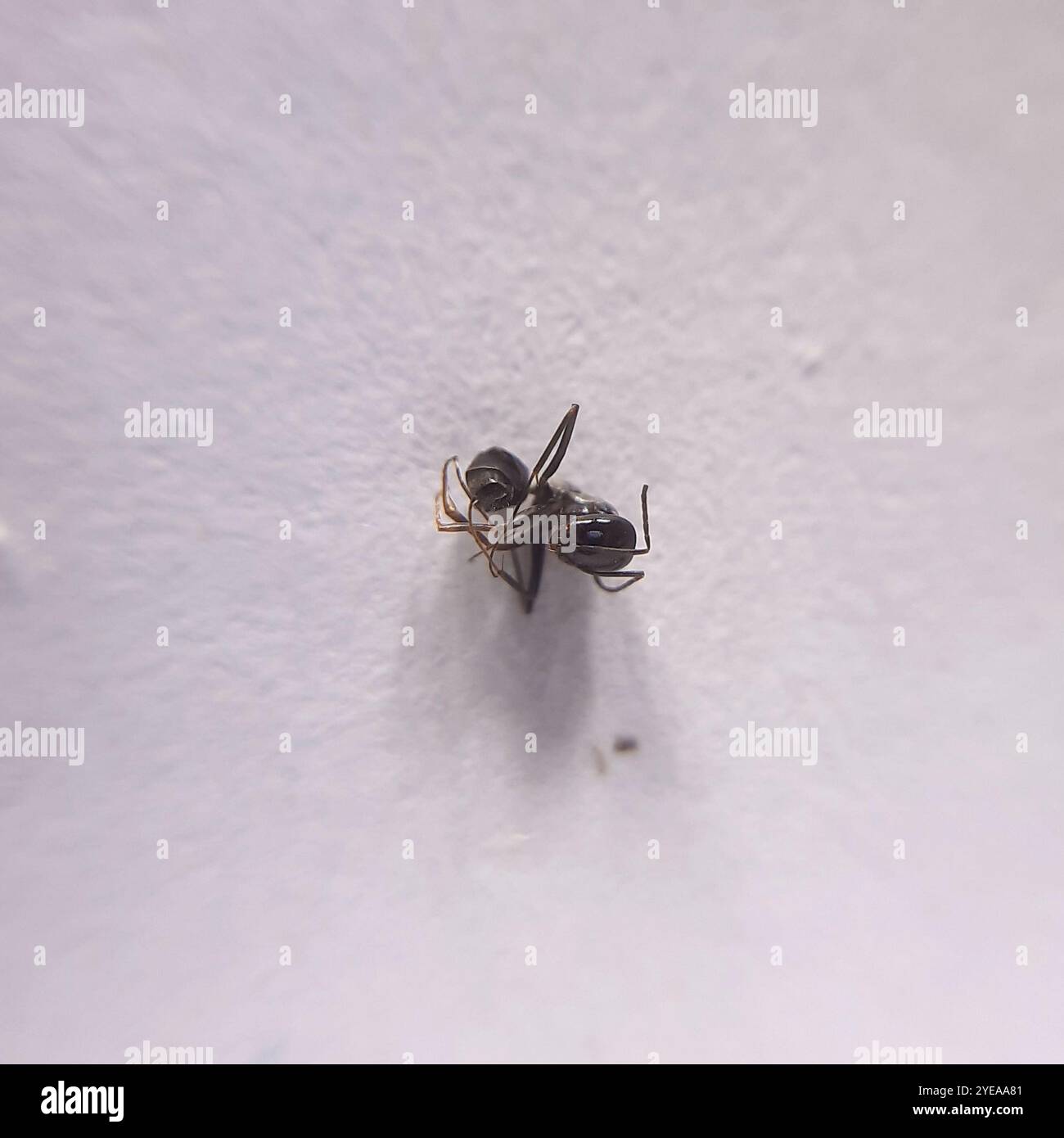 Pyramid Ants (Dorymyrmex Stock Photo - Alamy
