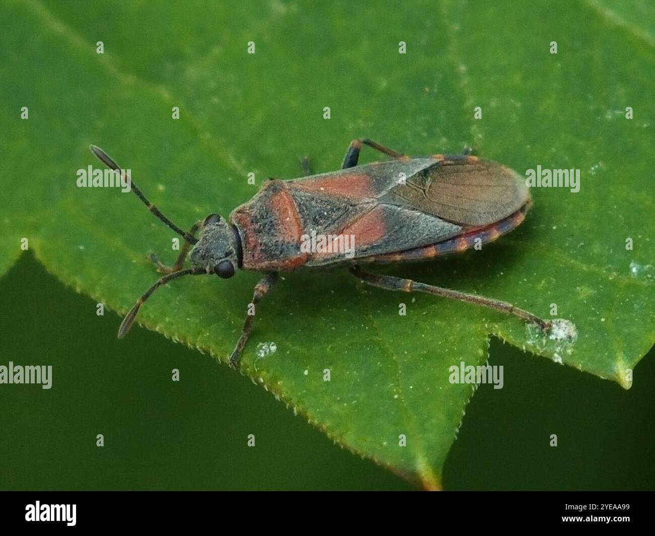 Elm Seed Bug (Arocatus melanocephalus Stock Photo - Alamy