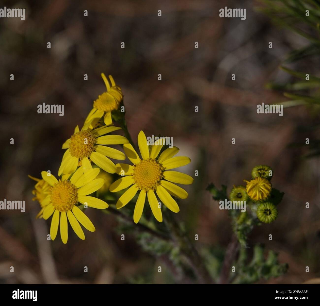 Eastern Groundsel (Senecio vernalis Stock Photo - Alamy