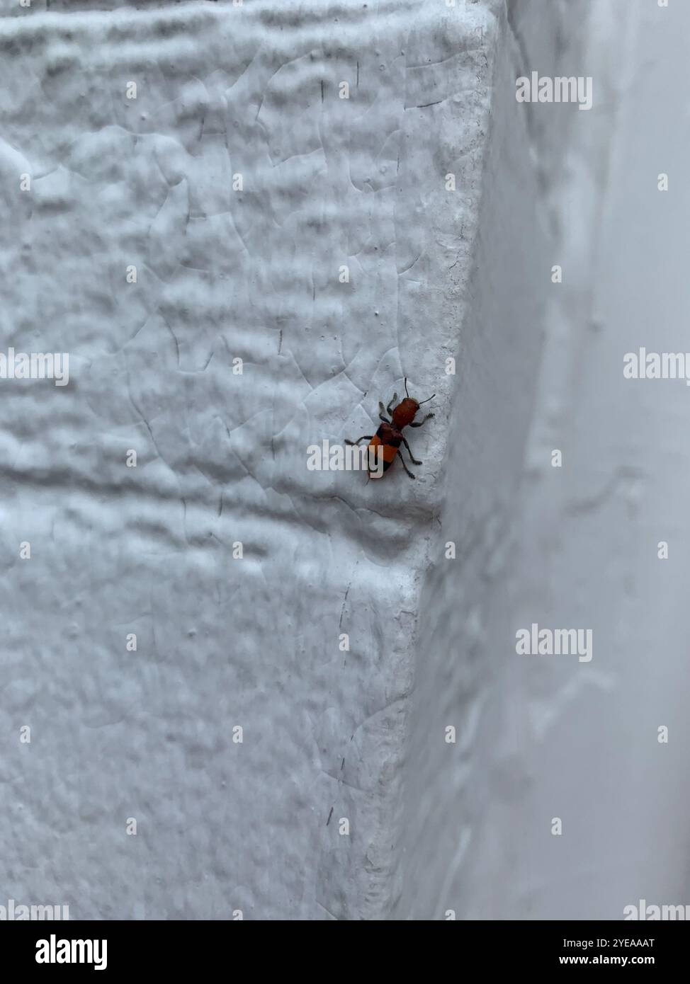 Orange-banded Clerid (Enoclerus ichneumoneus Stock Photo - Alamy