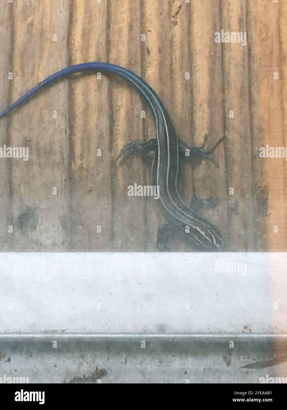 Common Five-lined Skink (Plestiodon fasciatus Stock Photo - Alamy