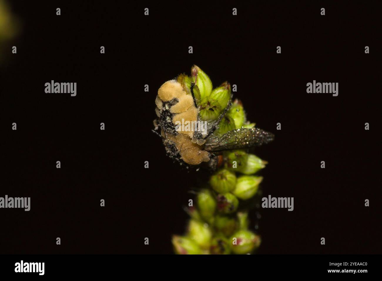 Insect Destroyers (Entomophthorales Stock Photo - Alamy