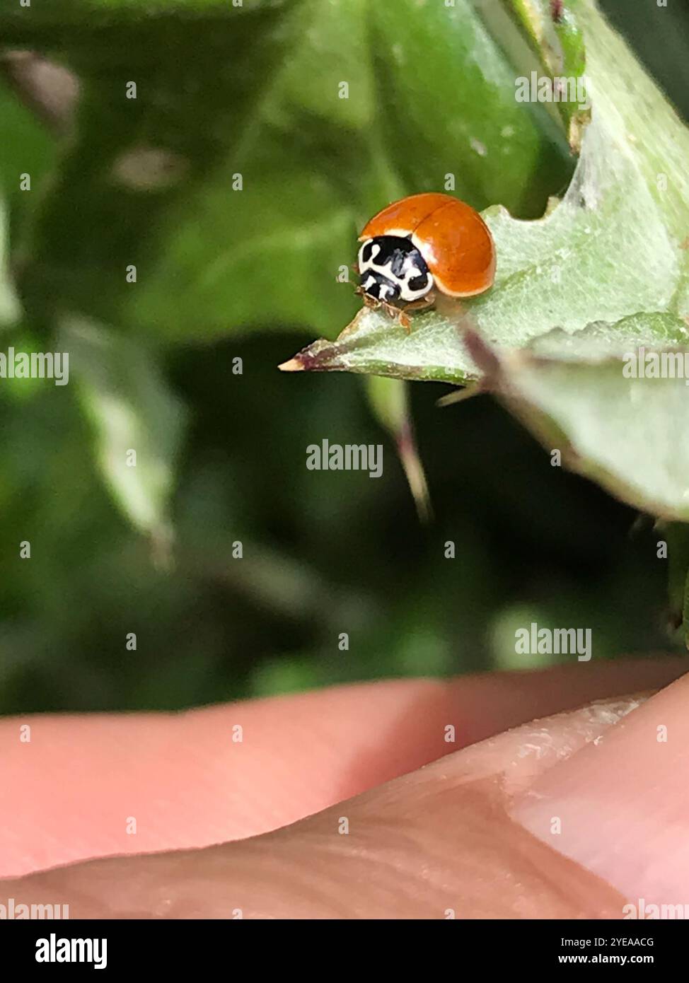 Polished Lady Beetle (Cycloneda munda Stock Photo - Alamy