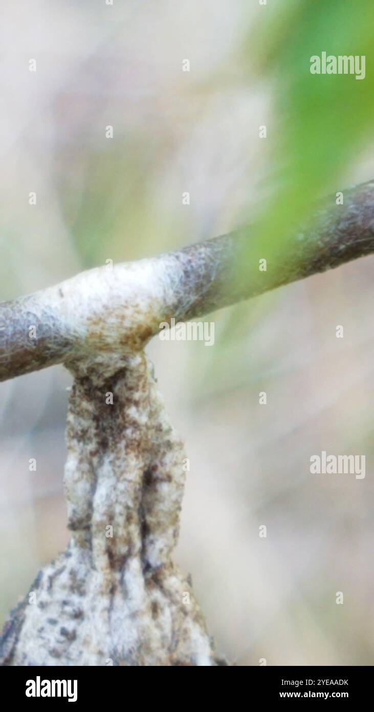 Bagworm Moths (Psychidae Stock Photo - Alamy