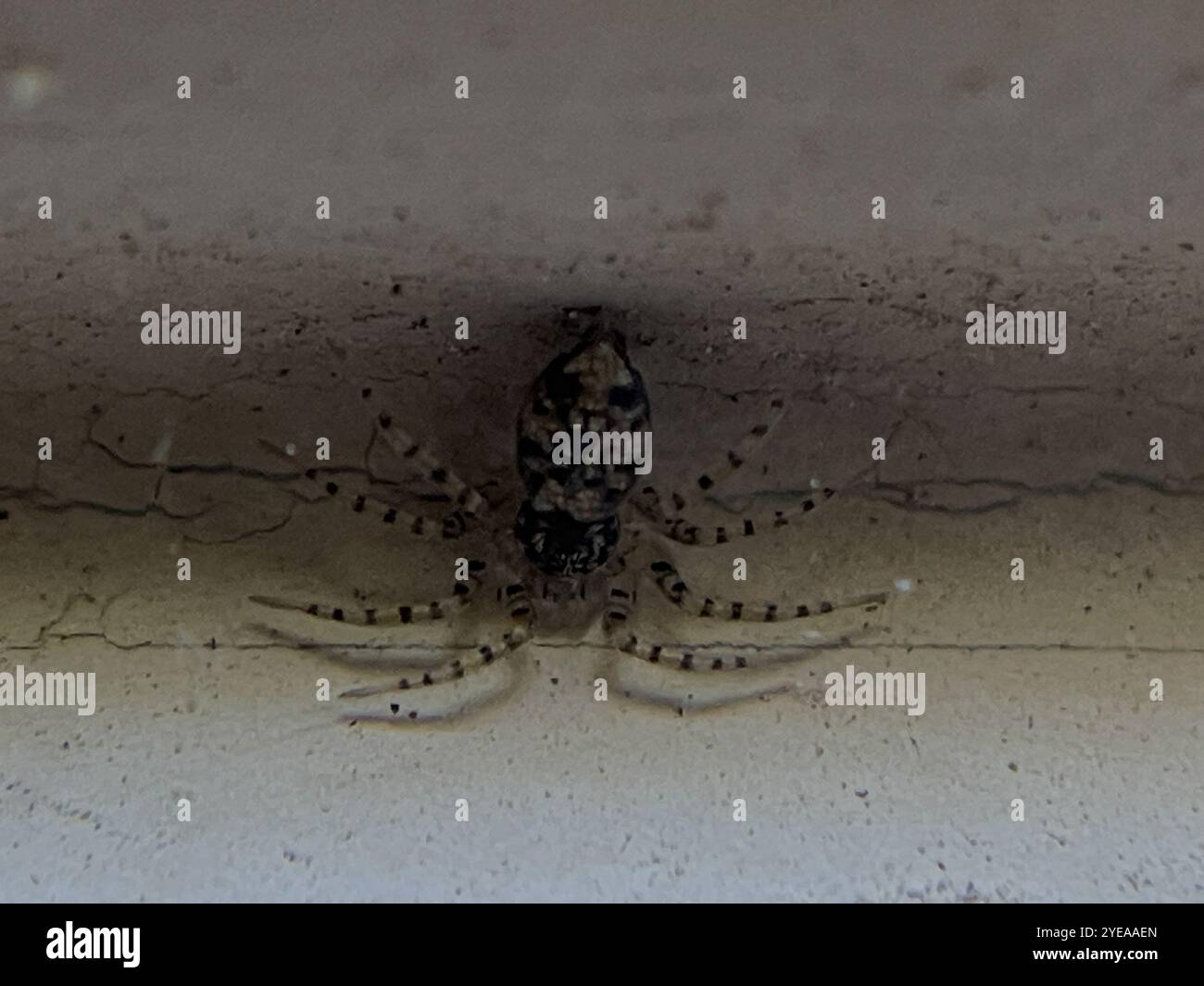 Wall Spiders (Oecobius Stock Photo - Alamy