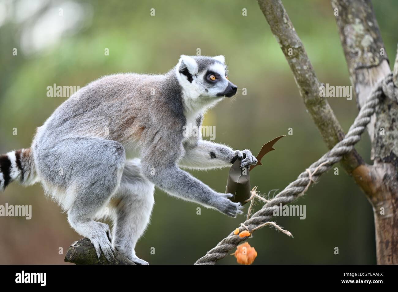 Ring-tailed Lemurs (Spirits of the forest ) enjoying mashed sweet ...